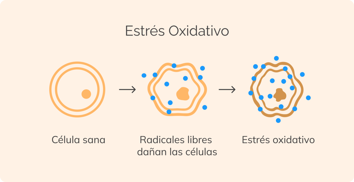 ¿Qué son los radicales libres y cómo afectan a la piel? Te contamos ...