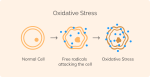 What Are Free Radicals And How Do They Affect Skin? | ISDIN